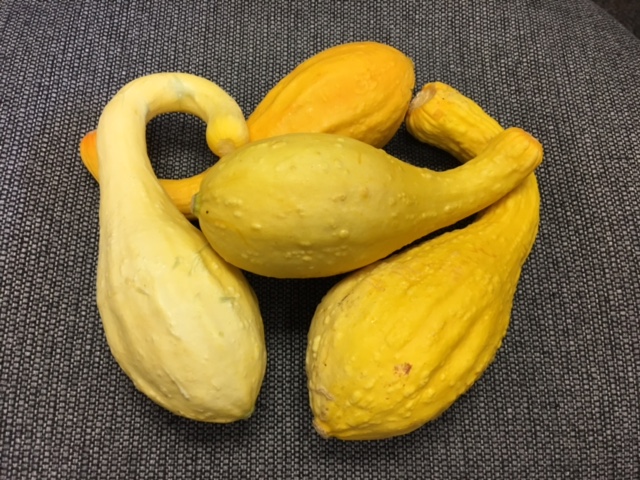 Old Fashioned Summer Squash Recipe - Mary Ann's Walkabout